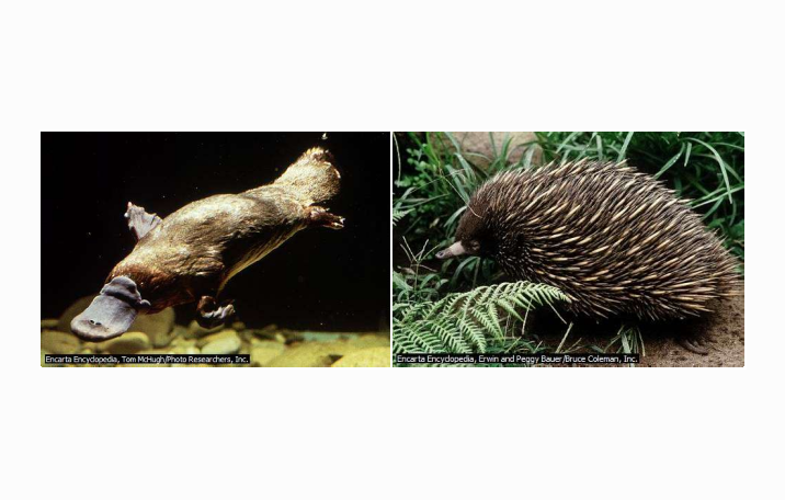 Mamalia : Pengertian, Ciri, Struktur Tubuh, Klasifikasi