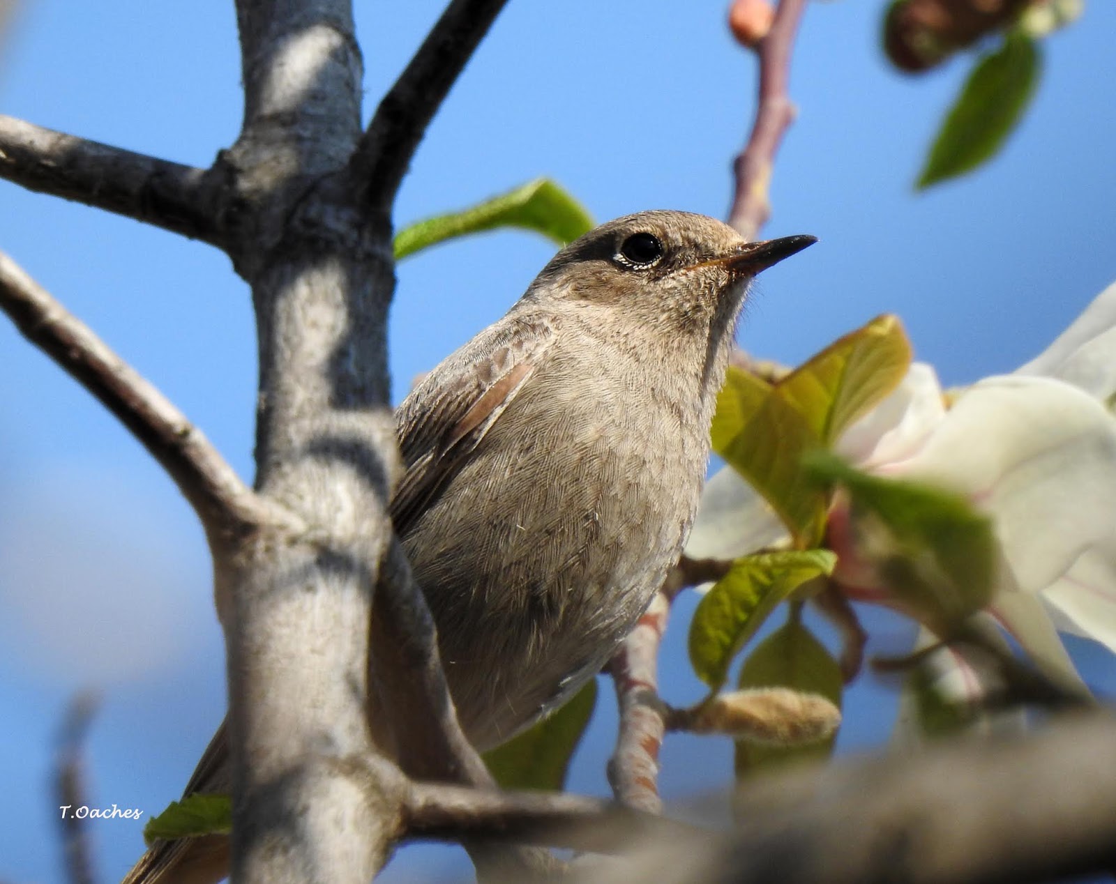 PASARI DIN ROMANIA: CODROS DE MUNTE (1), Phoenicurus ochruros