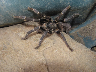 Kenyan Spiders: BABOON SPIDERS - Family Theraphosidae (Mygalomorphae)