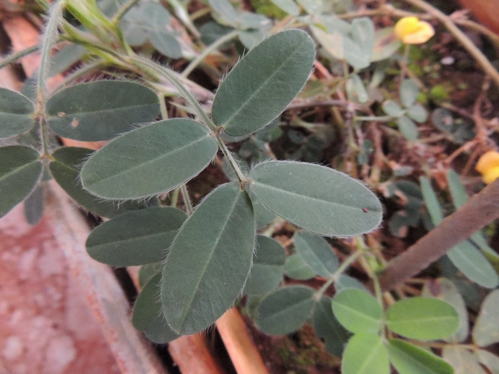 Fabaceae - Leguminosae no Brasil: Fabaceae - Arachis monticola Krapov ...