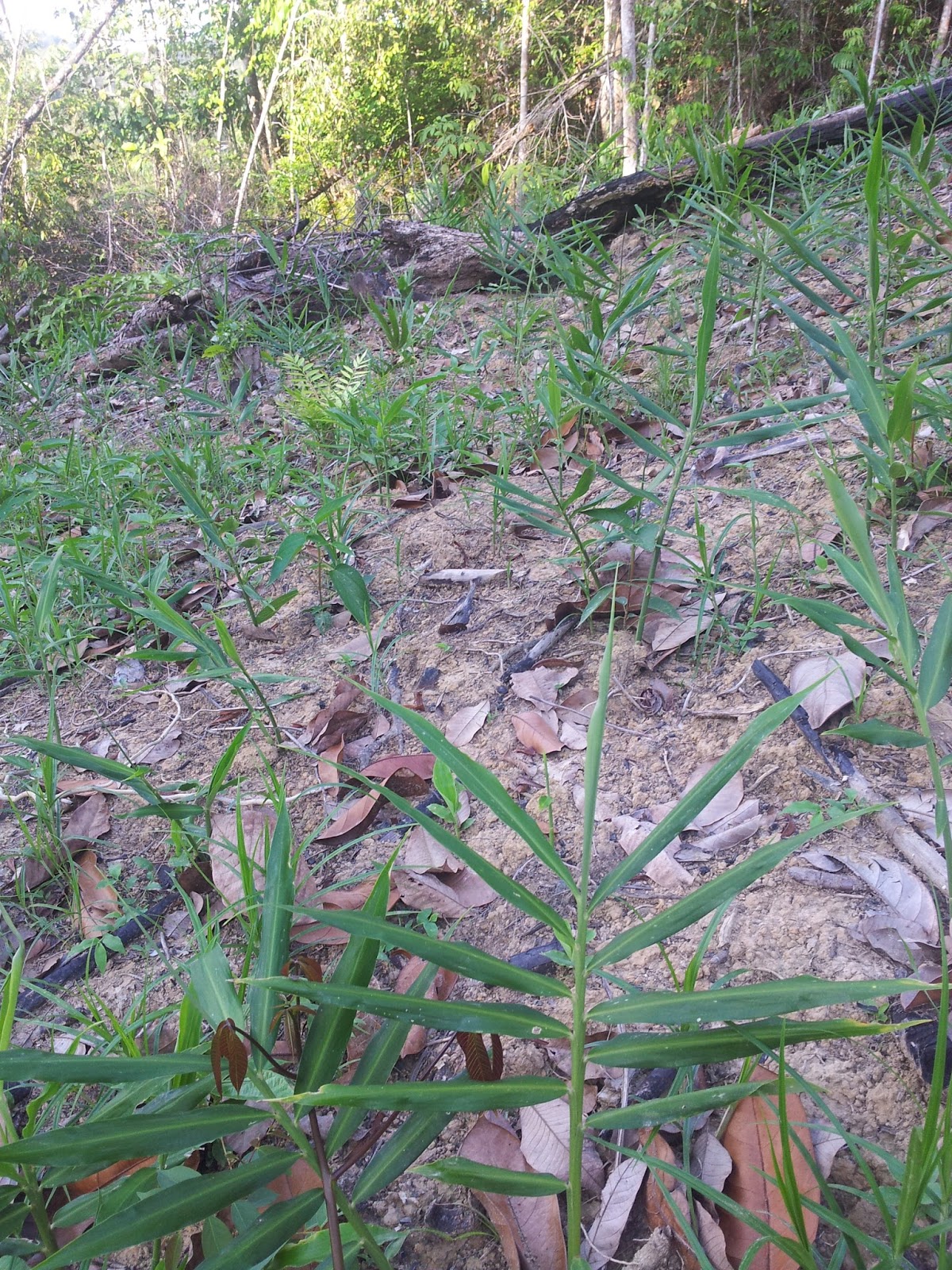 Tanaman Halia: Tanaman Halia 3rd.