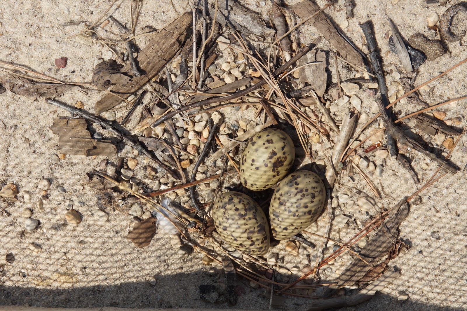 Lake Puckaway: Endangered Common Terns Nesting on Lake Puckaway