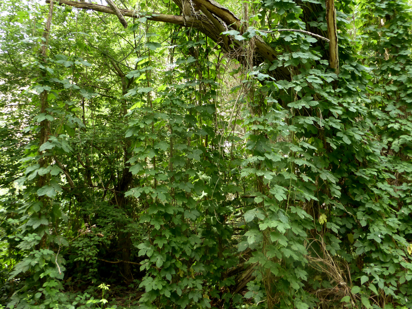 rocayflor: Humulus lupulus, "lúpulo"