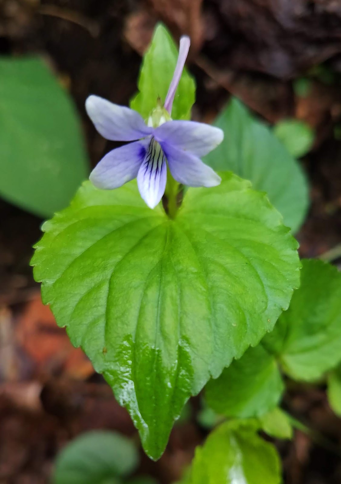 Smoky Scout's Hiking Adventures: Jones Gap State Park Waterfall Hike