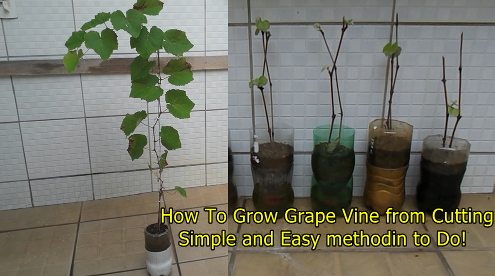 Mundo das Plantas : How To Grow Grape Vine from Cuttings - Plastic ...