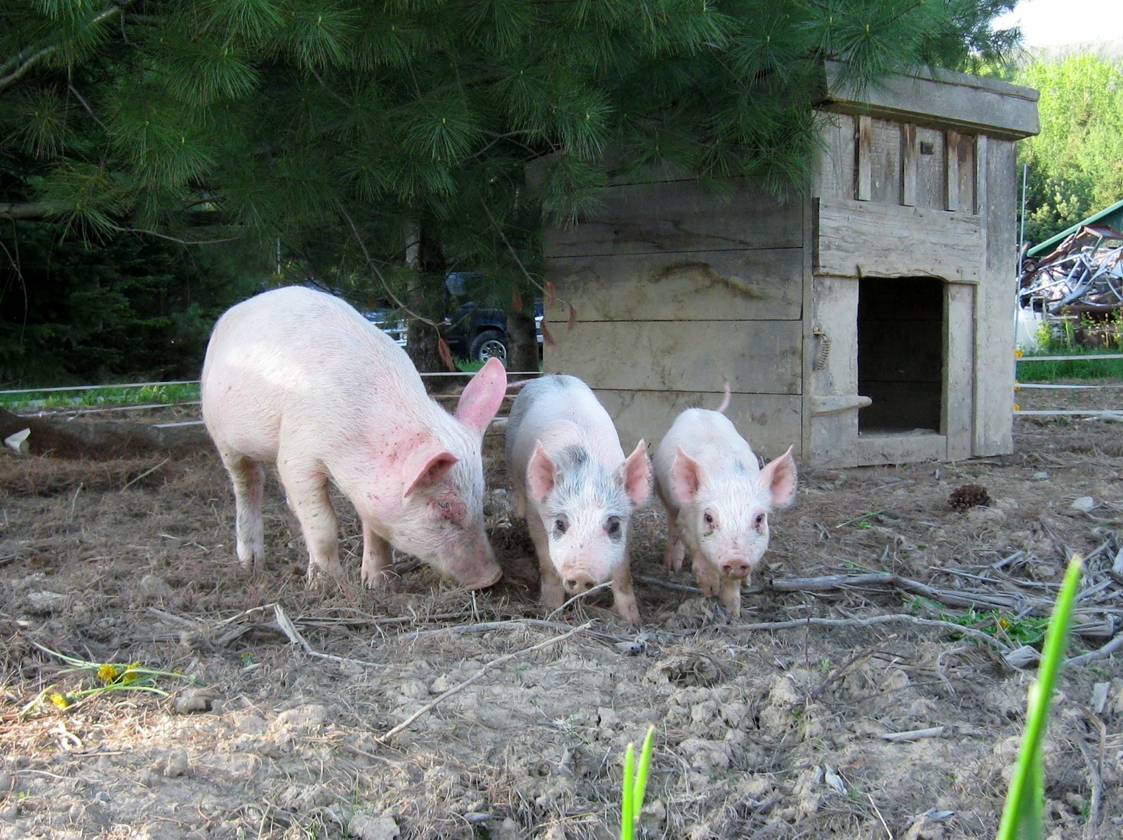 Allagash Maine ~ Life at Tylor Kellys Camps: It takes a village to ...