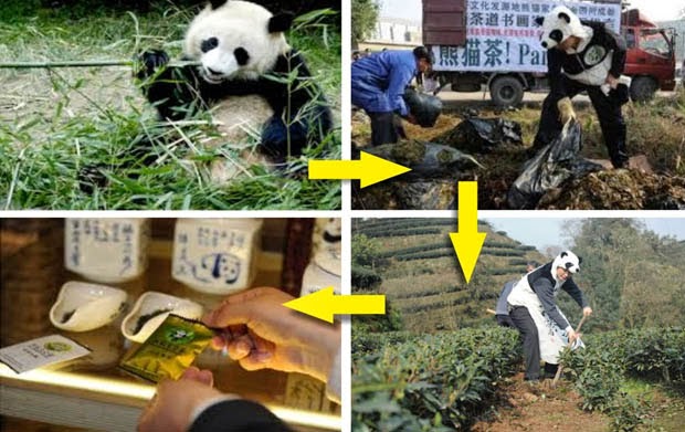 Kopi Luwak vs Teh Kotoran Panda, Mahal Mana? | Kopi Luwak Asli 99