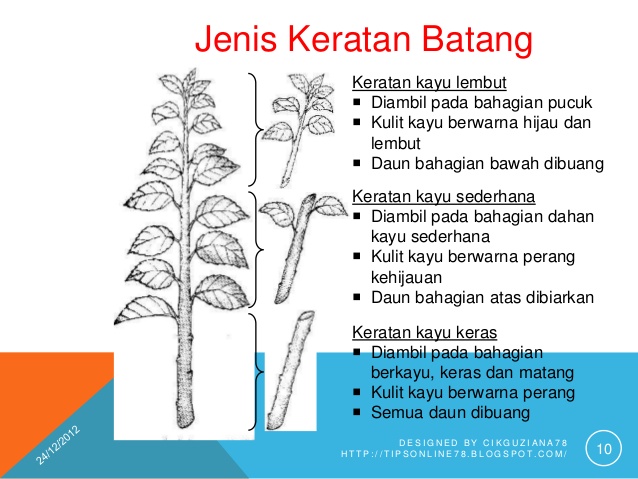 MINGGU 4:KERATAN BATANG
