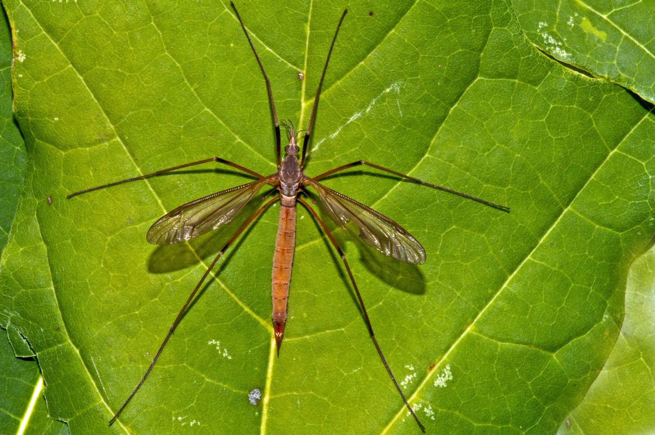 Bugs of Mackie: Marsh Crane Fly - Tipula oleracea