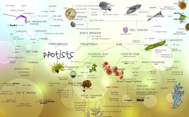 reminisce: Protista Poster