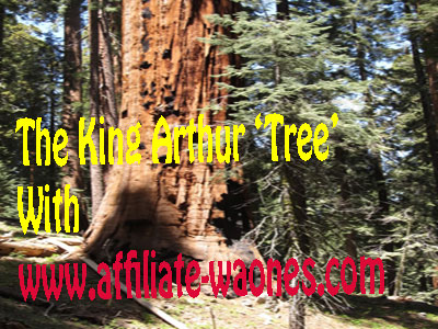 waone's articles: King Arthur Tree: Pohon Terbesar kesembilan di Dunia