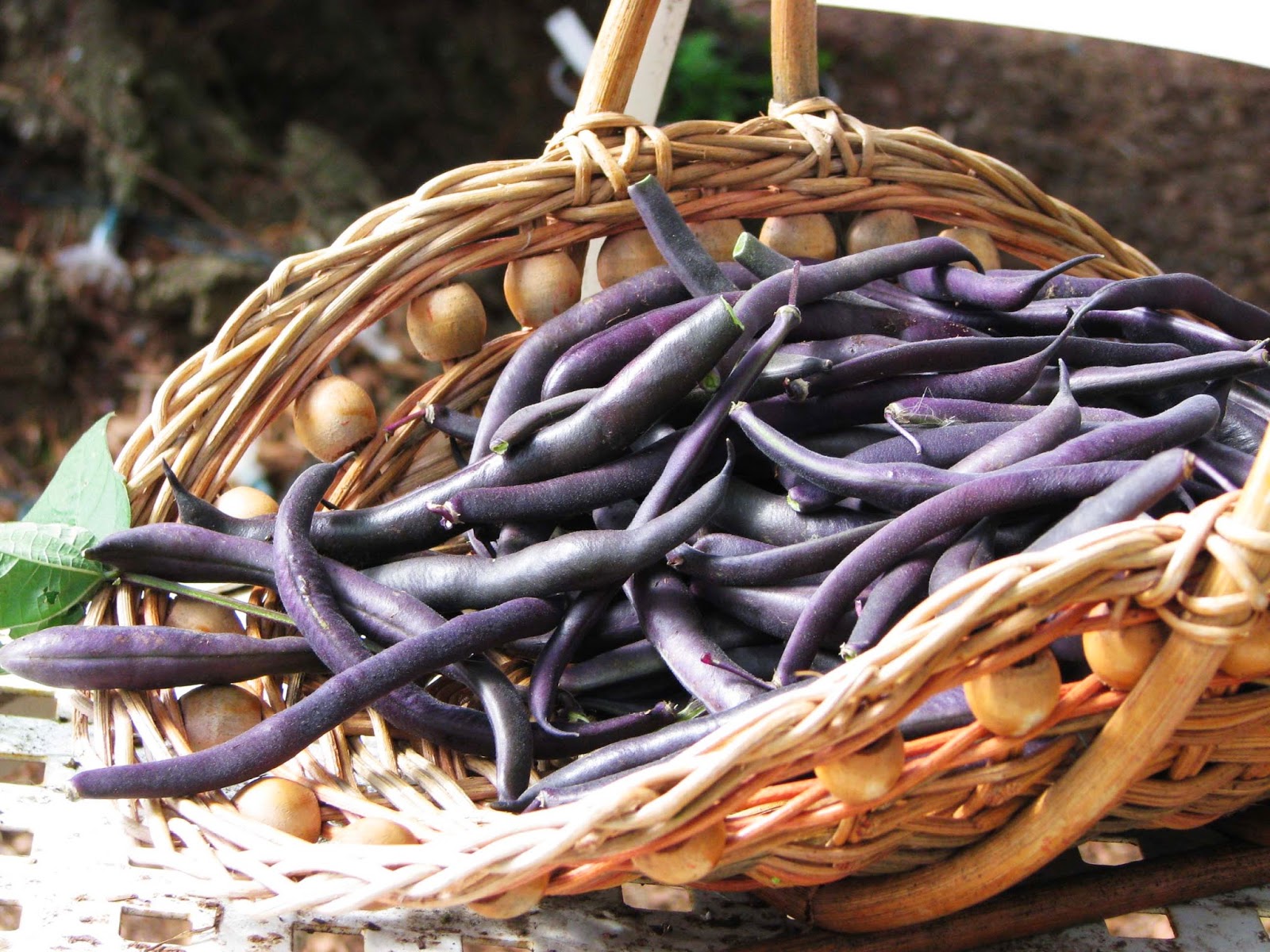 The Reluctant Homesteaders: Green Bean, The Scary Bean