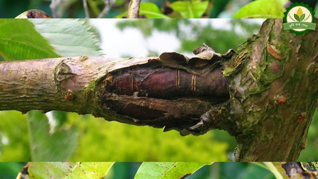 Disease Management of Mango - কৃষি তথ্য সেবা