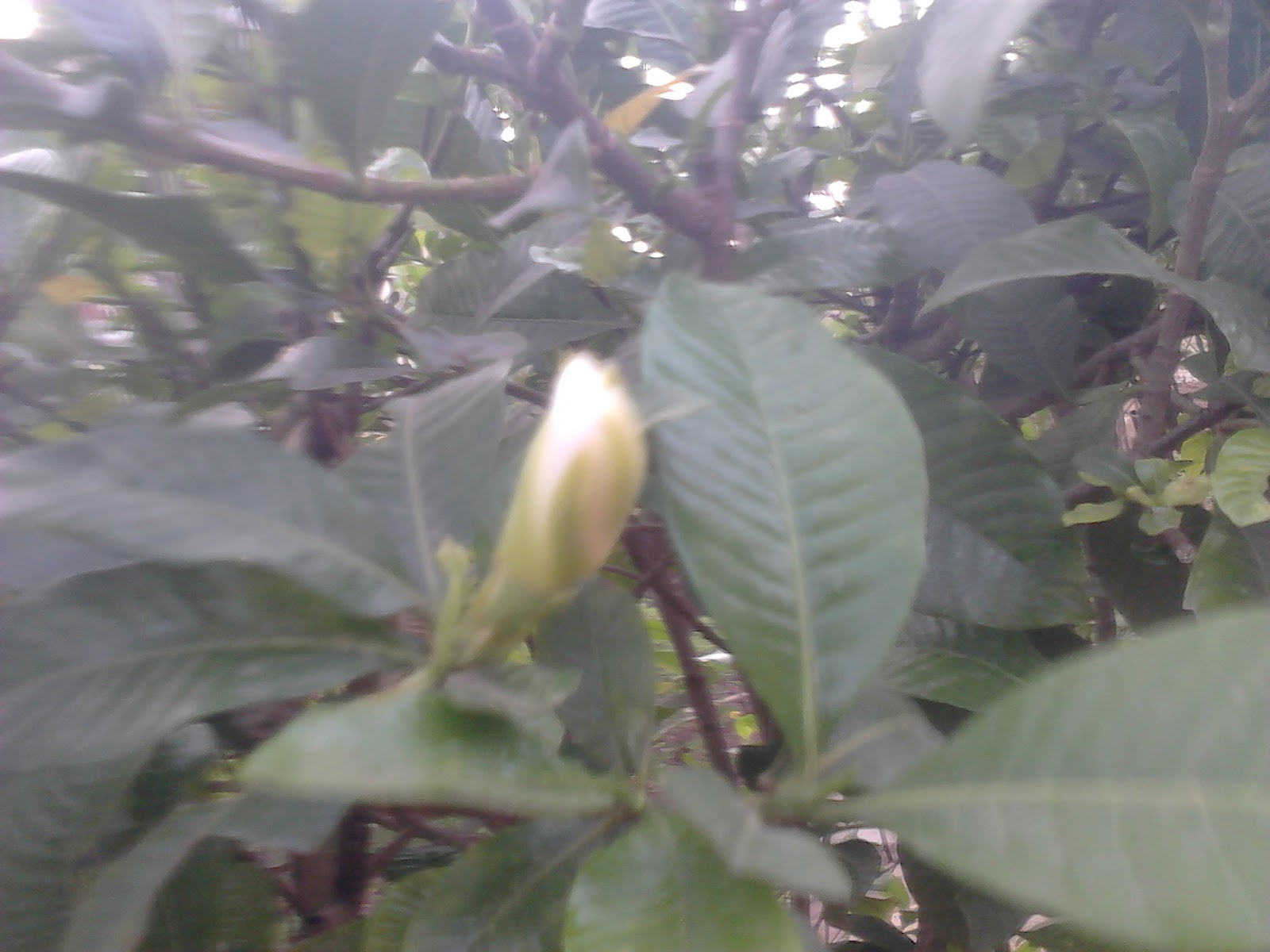 Garden Care Simplified: The Flowering of Fragrant Anant plant