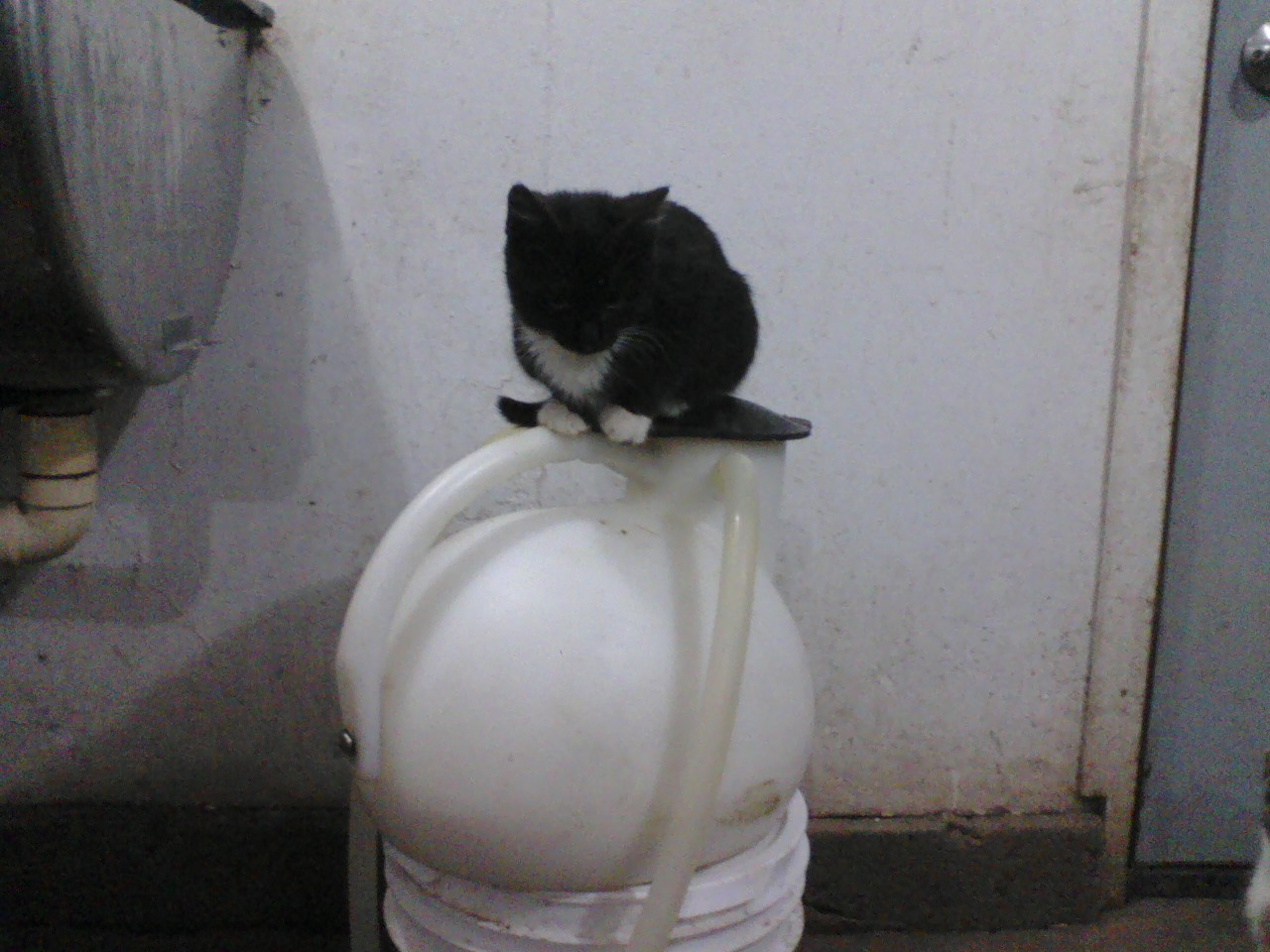 Dairy Good Life: Farm cats and kittens