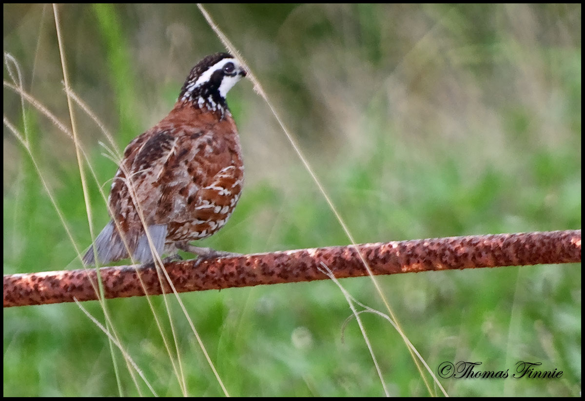 Thomas Finnie Photography: NORTHERN BOBWHITE