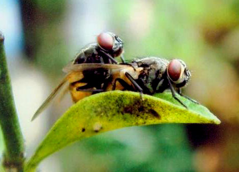 Living with Nature - School on Blog by Dr. Abercio V. Rotor: UST GS ...