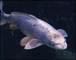 CRIATURAS Y HUMANOIDES: HALLAN EL "PEZ DE CARA HUMANA" EN CHINA