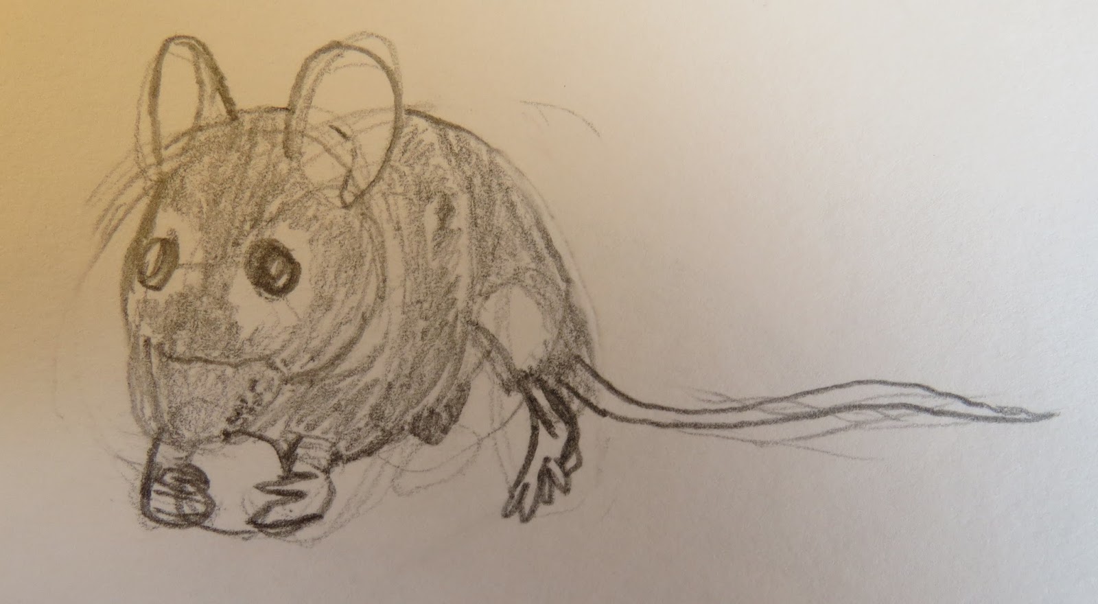The Autistic Naturalist: How To Draw: Small Mammals