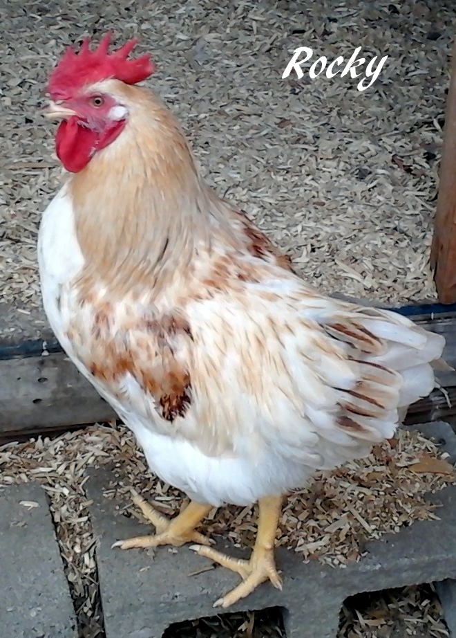 Henny Penny Farm