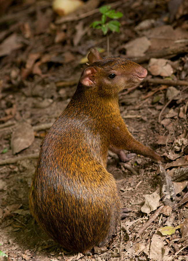 Weedon's World of Nature: Agouti, Inkaterra Reserva Amazonica, Peru