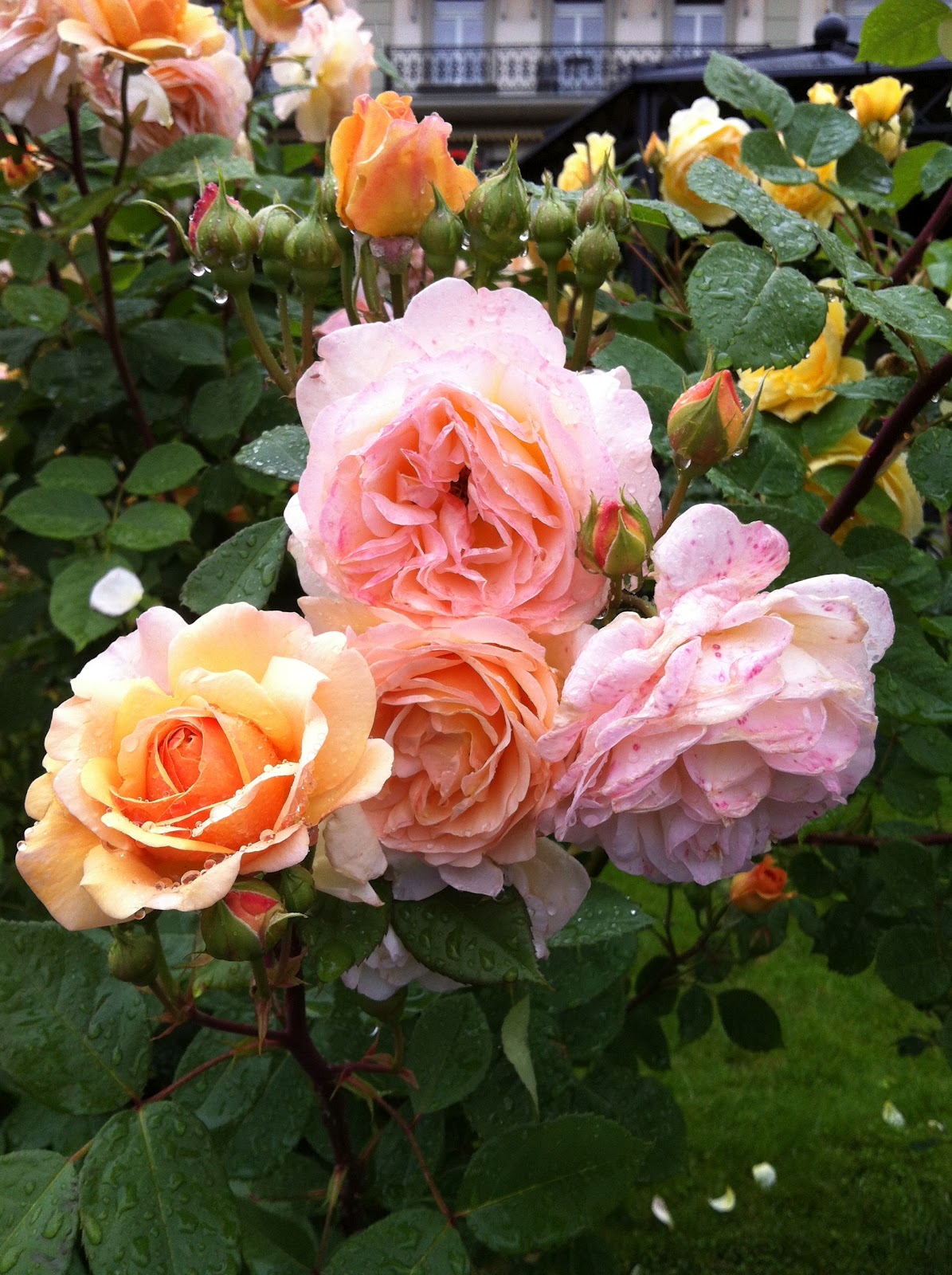 It All Appeals to Me: FLOWERS in Europe