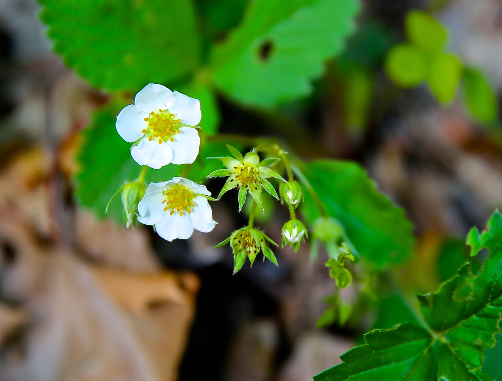 Sweet Southern Days: Springtime In The North Carolina Mountains