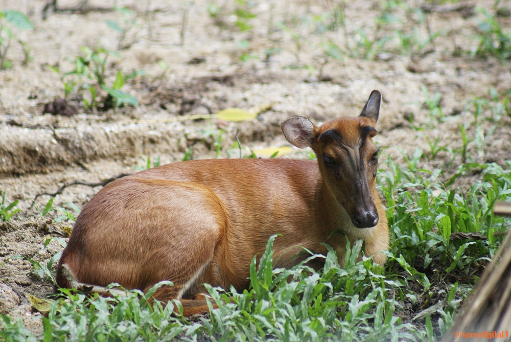 SoNy DiGiTaL: Kancil @ Pelanduk Asia - Alpha