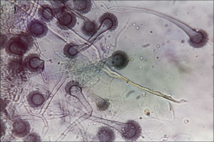 KAPANG - Setitik ilmu