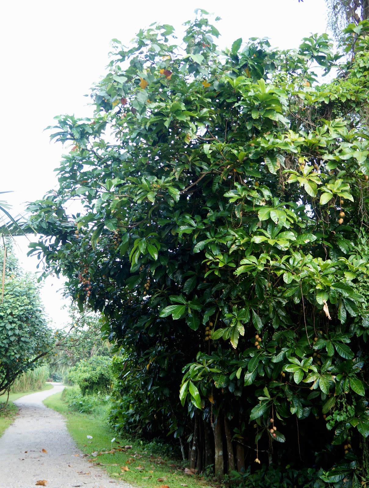 Riverine Parks: Barringtonia racemosa