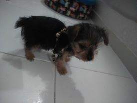 fanáticos de los yorkie terrier