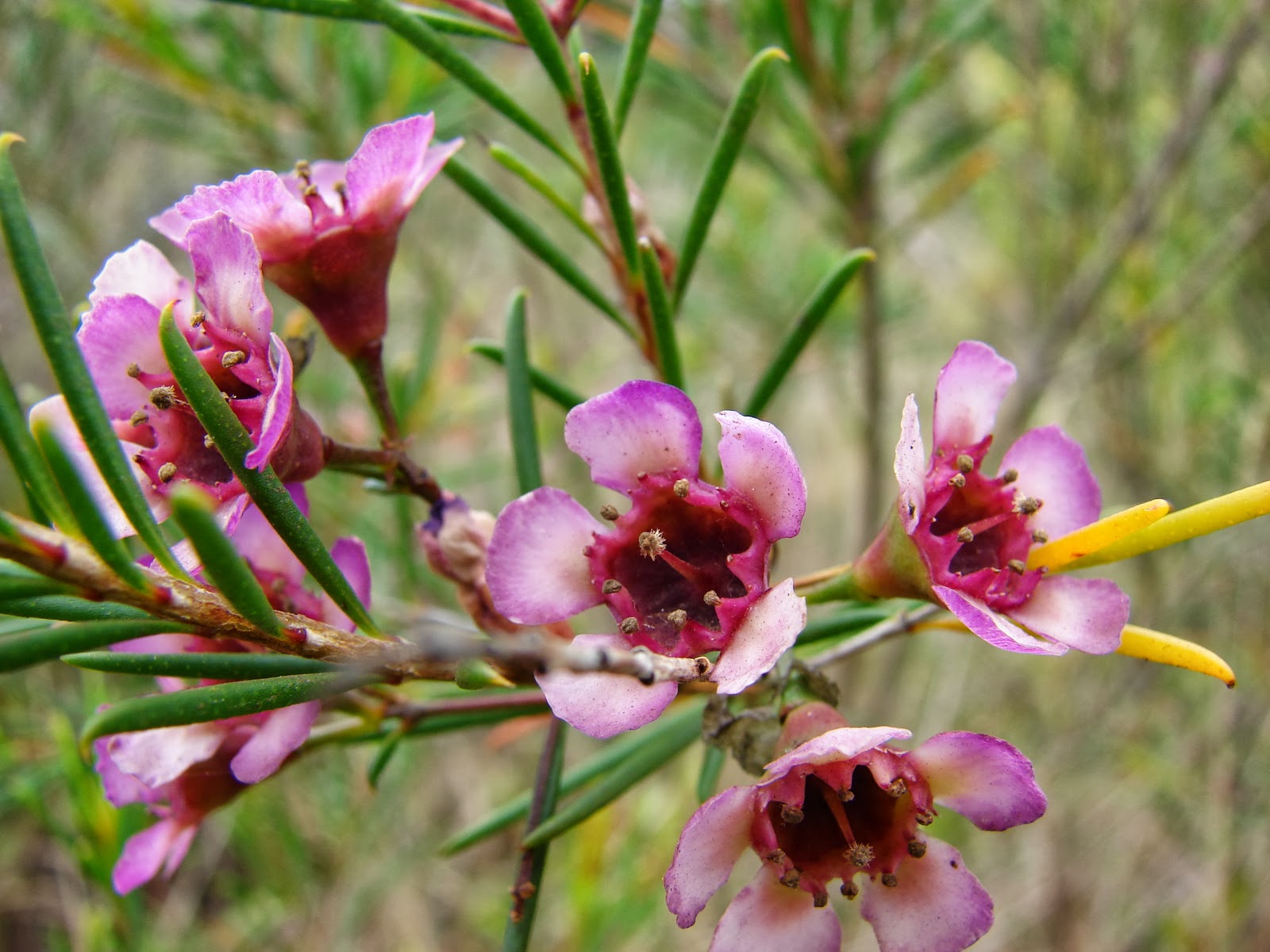 Flower Homes: Chamelaucium Flowers