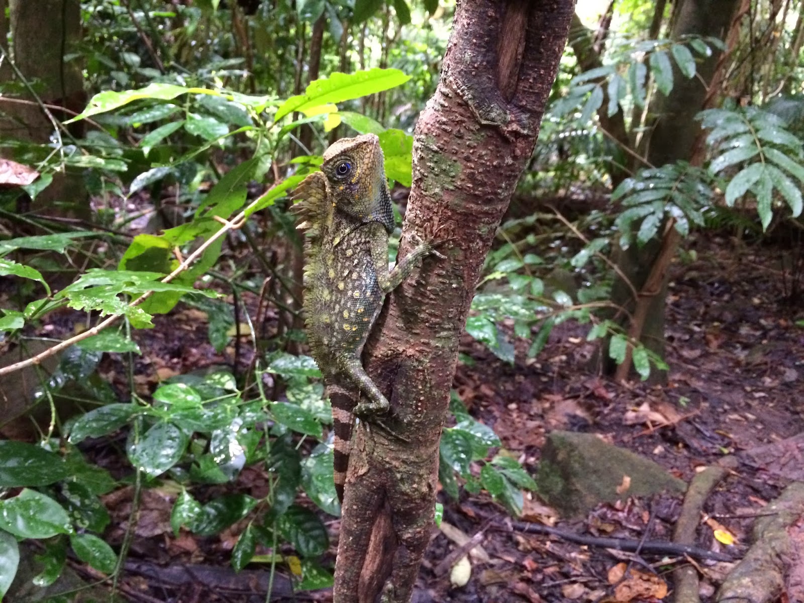 Lee Raffee - Les Raffy à Singapore: Tioman Island - Jungle Trek