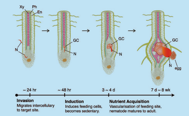 Root Biology News: Root-knot nematodes induce plants to form new ...