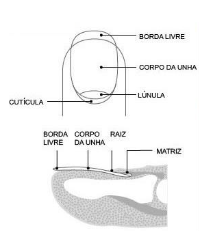 Whalicate: A ESTRUTURA DAS UNHAS