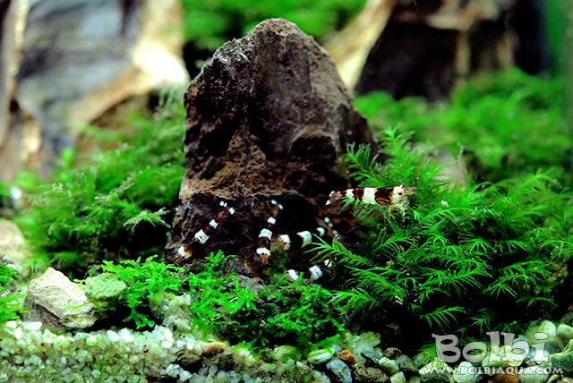 Nano aquascape - "Devil's Canyon" ~ Bolbi Aquarium