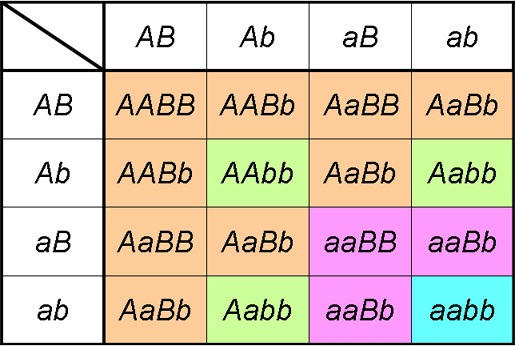 BIOLOGÍA®: CUADRO DE PUNNETT.