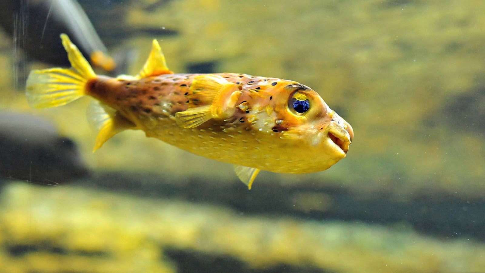 Yellow Fish Wallpaper