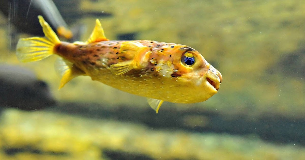 Yellow Fish Wallpaper