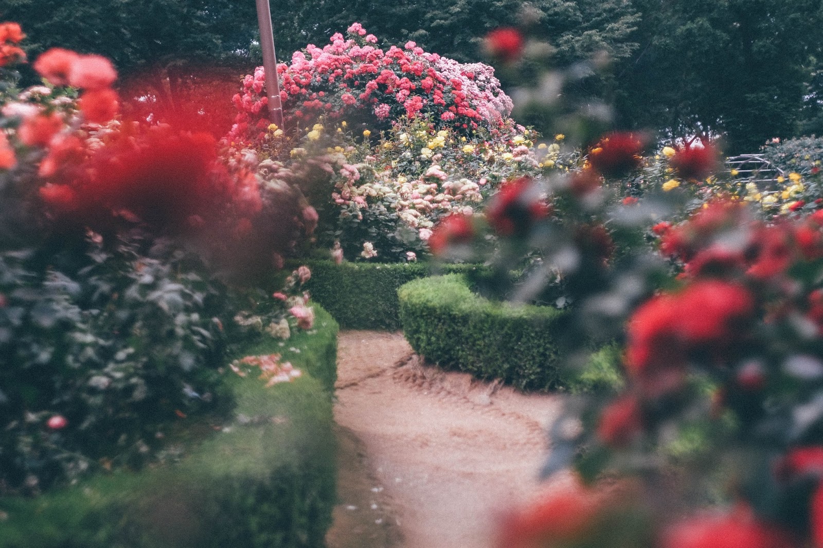 Bucheon Dodang Mountain One Million Rose Garden - 부천 도당산 백만송이 장미원 ...