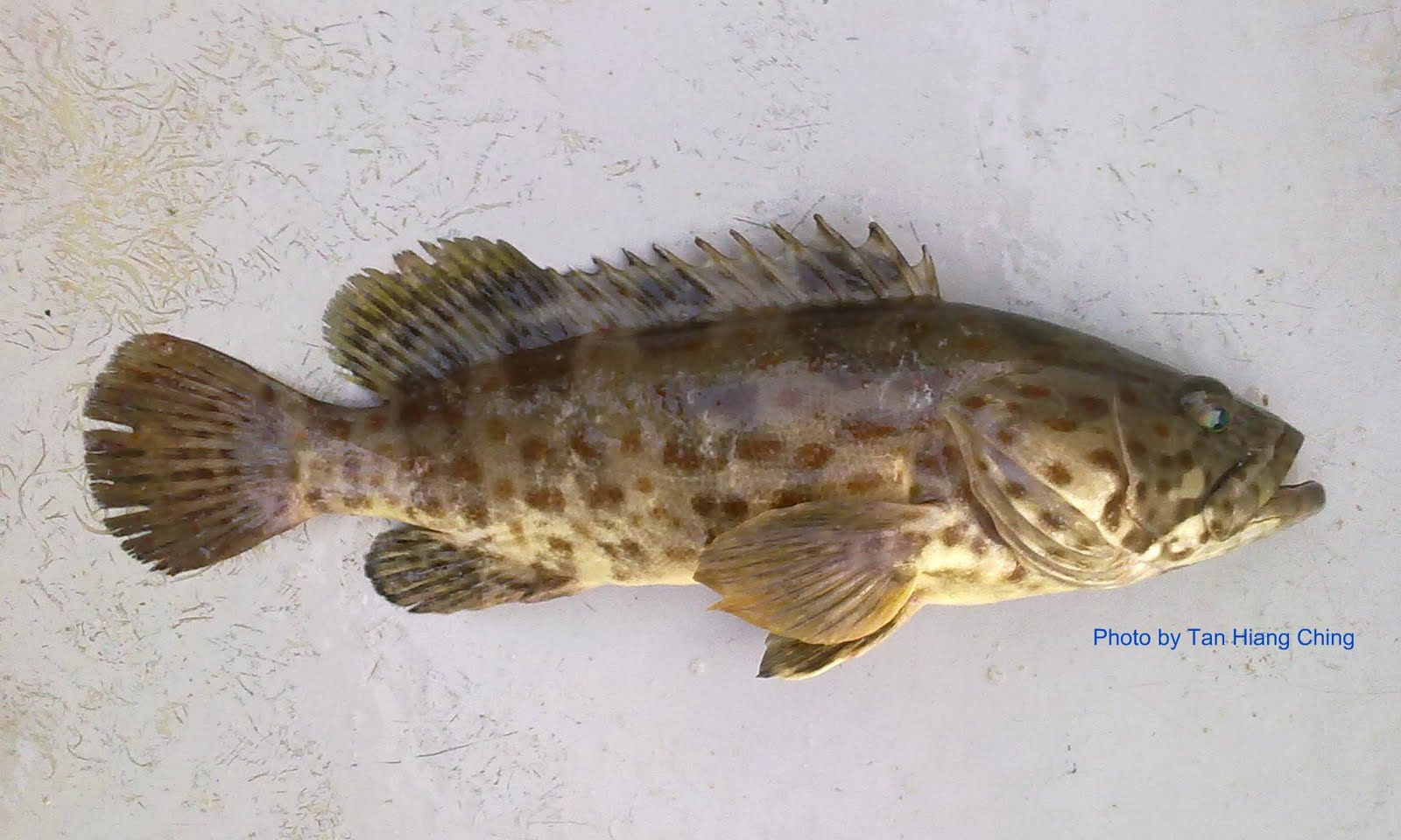 KENALI IKAN LAUT KITA: KERAPU BINTIK OREN (epinephelus coioides)