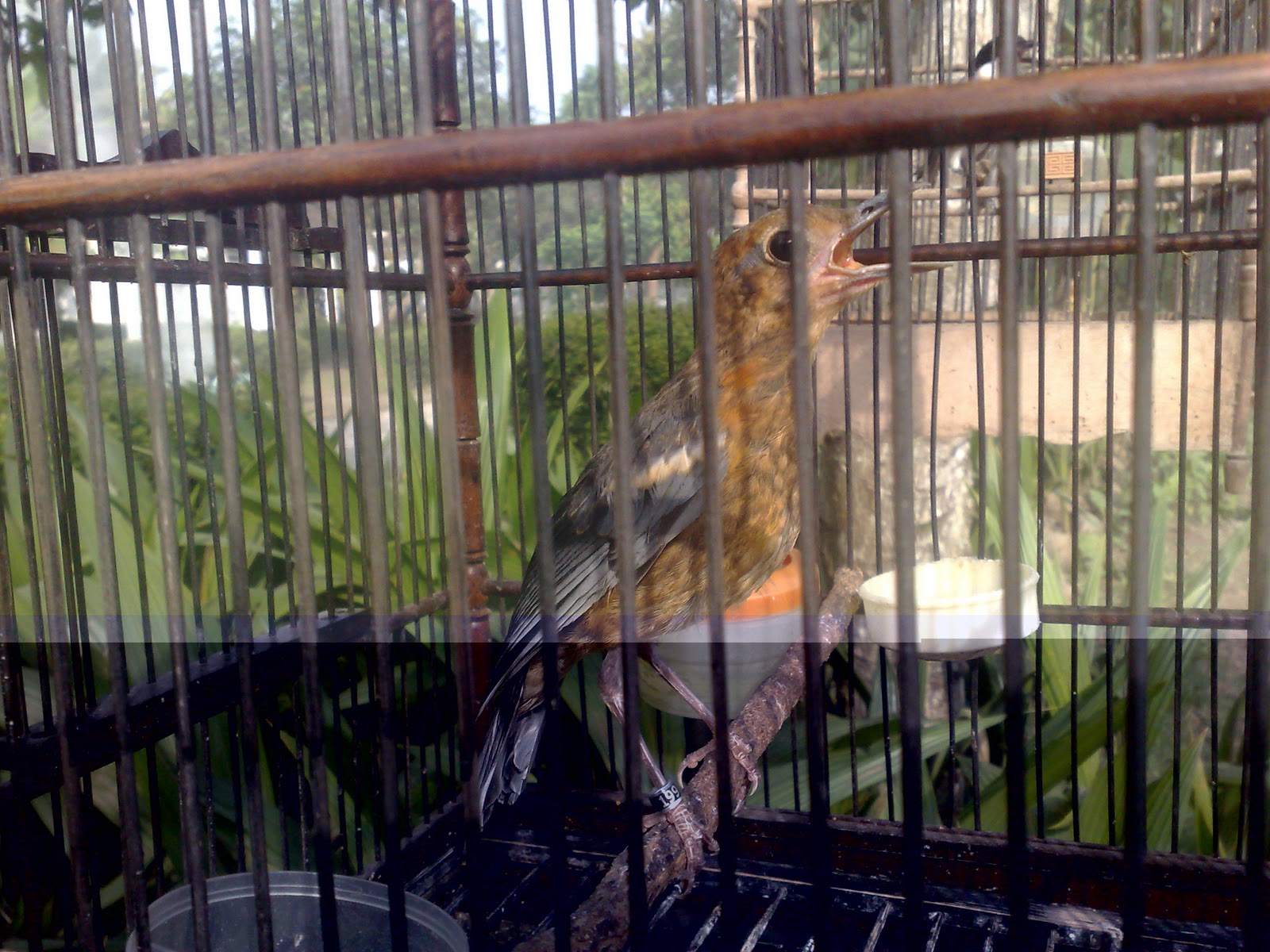 MENJUAL CUCAK IJO BANYUWANGI & ANIS MERAH PULAU BALI