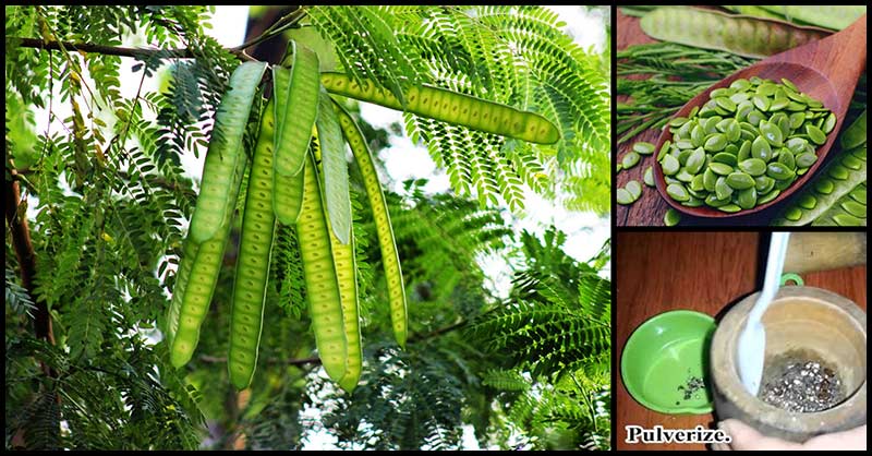 Amazing Health Benefits And Medicinal Uses Of Lead Tree (Ipil-Ipil) | Dr Farrah MD