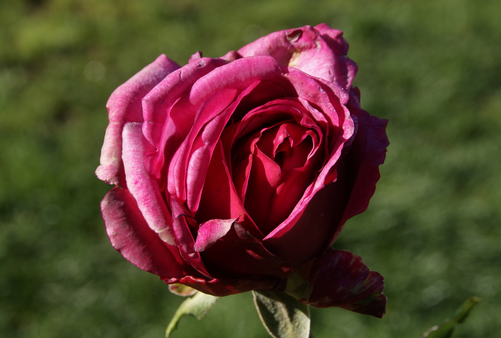 Organic Garden Dreams: January Roses