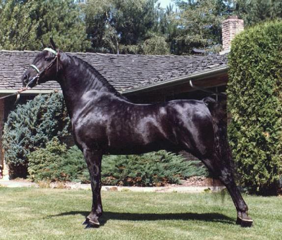 HD Animals Wallpapers: Morgan Horse