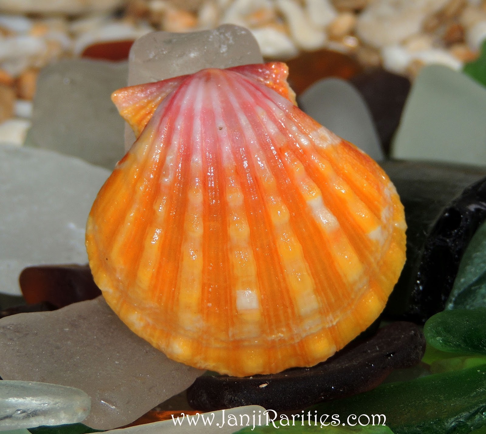 Kahelelani & Sunrise shell jewelry by.... Janjira