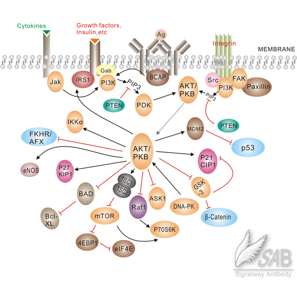Beta Blog: Genetic discovery explains variety of brain disorders