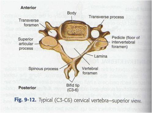 Radiografi C.V Cervicalis