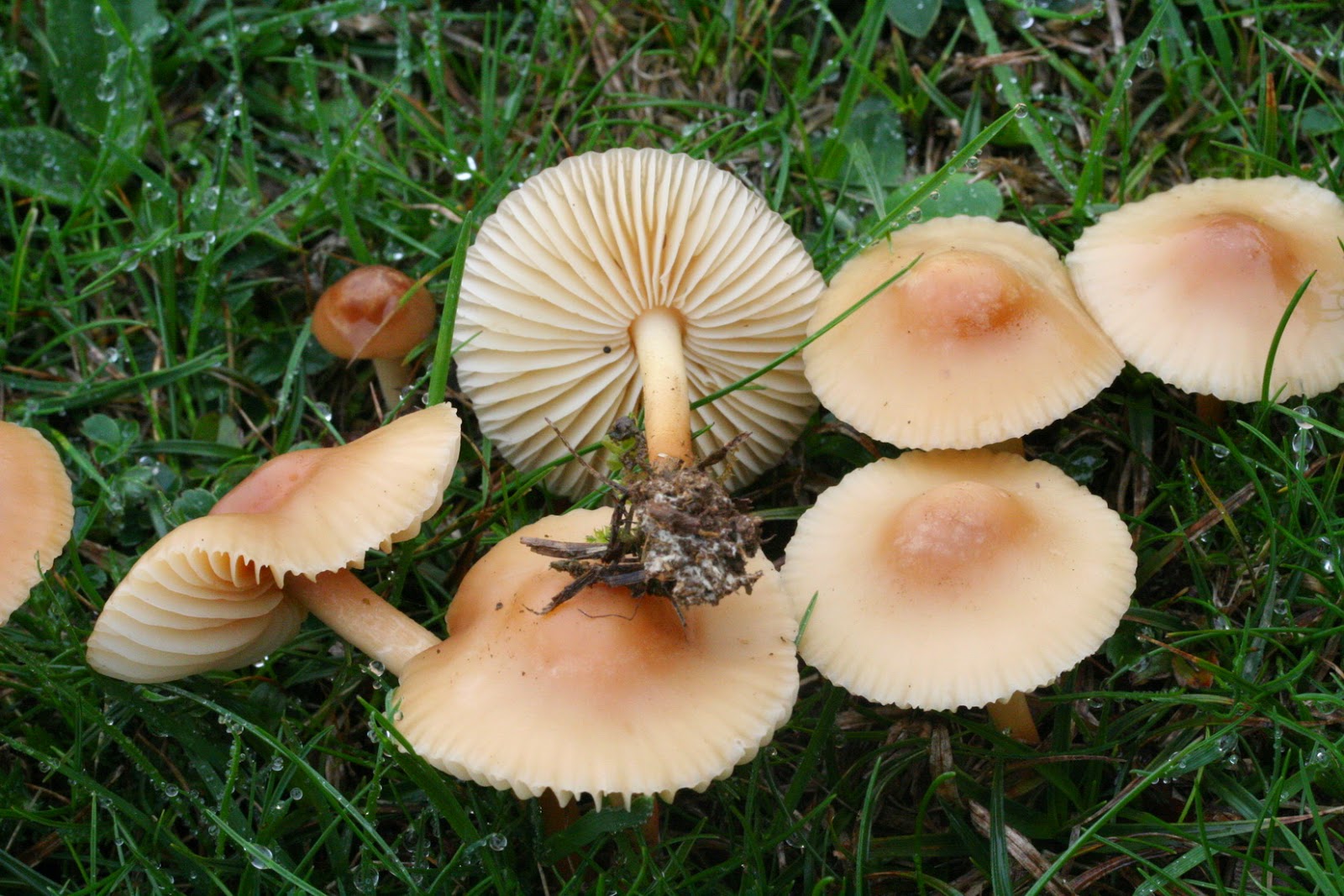 Guía de Setas y Hongos de Navarra.: Marasmius oreades (Bolt ex Fr)Fr