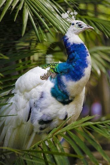 Pretty animals ~ Stunning nature